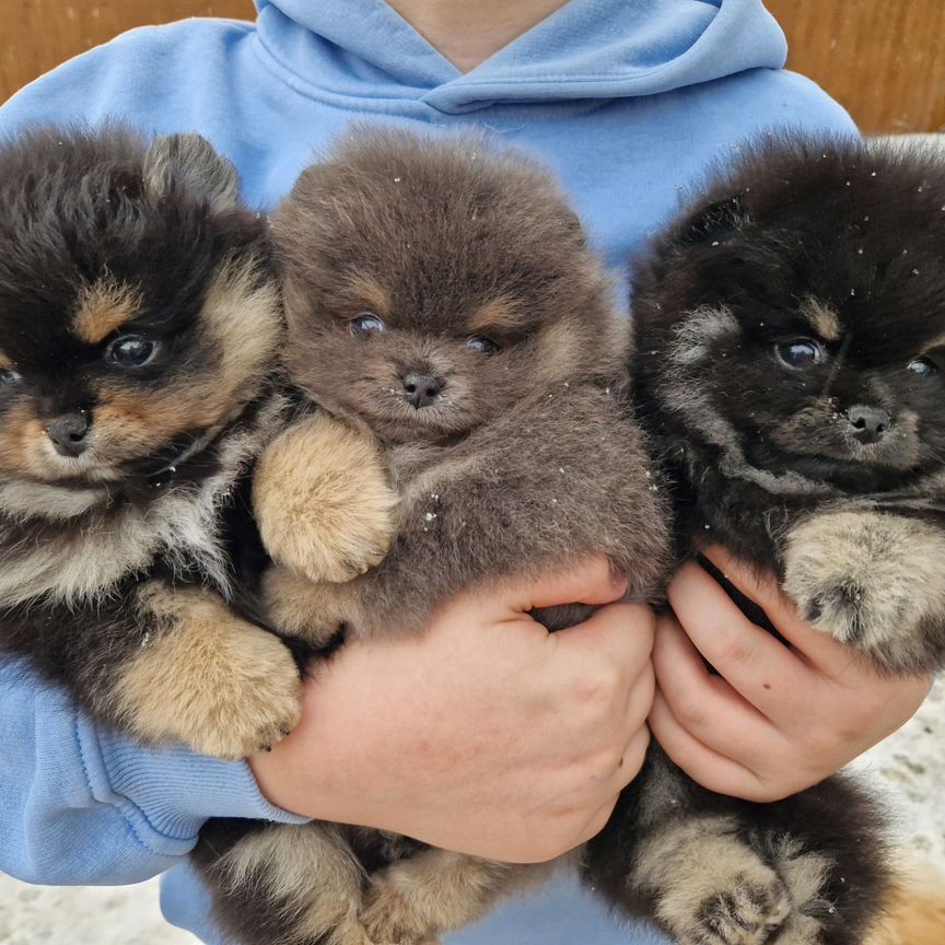 Померанский шпиц