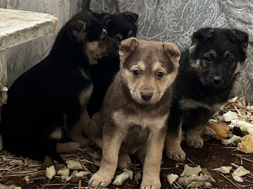 Щенки в добрые руки
