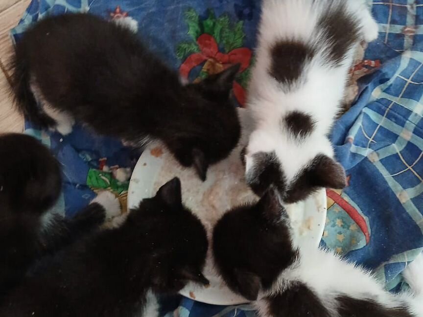 Котята в добрые руки