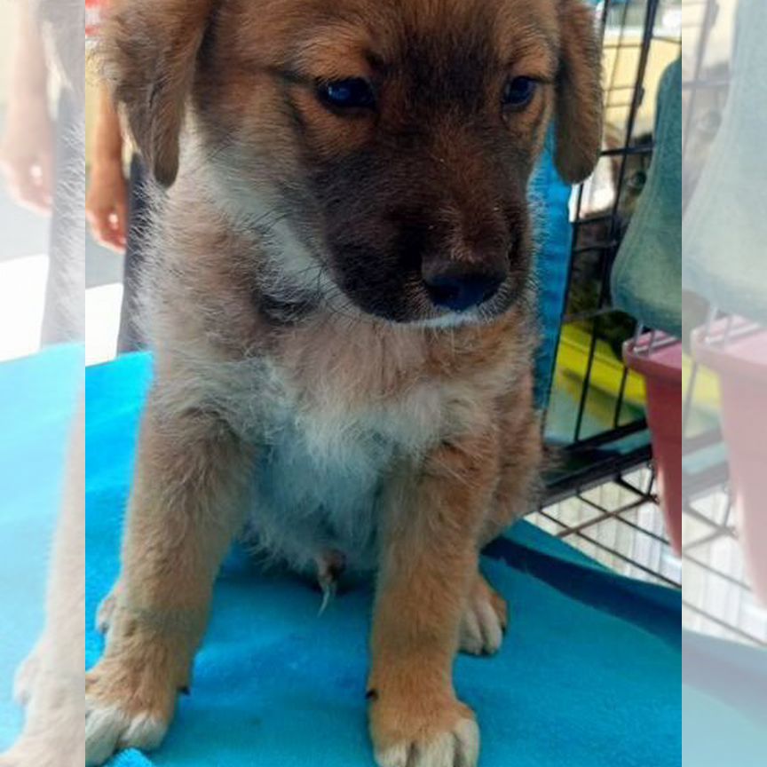 Щенки мальчики среднего размера