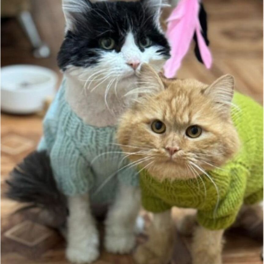 Котики бесплатно в добрые руки