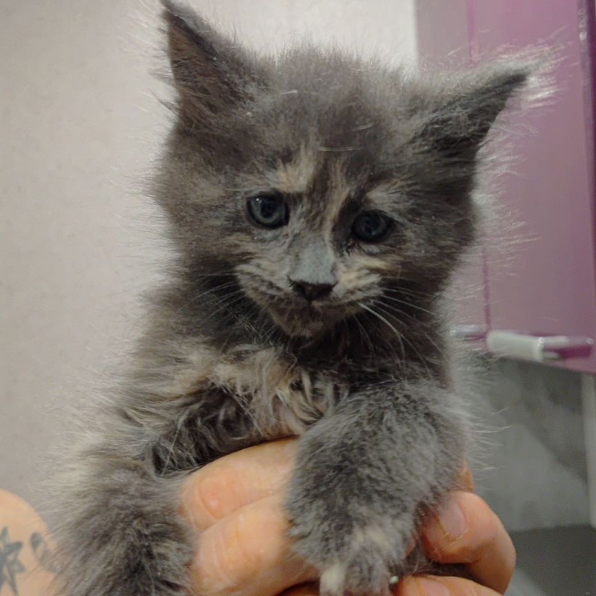 Мейн-кун котёнок