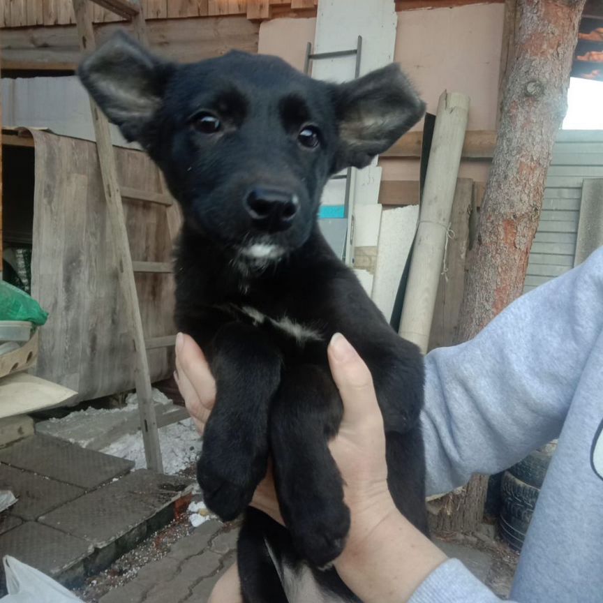 В добрые руки щенок