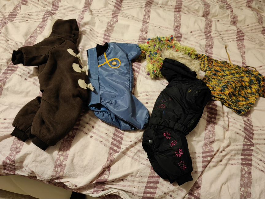 Одежда для маленьких собак