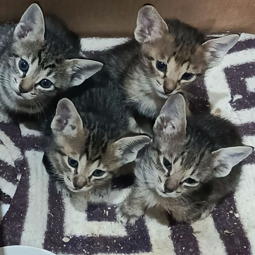 Ориентальные котята
