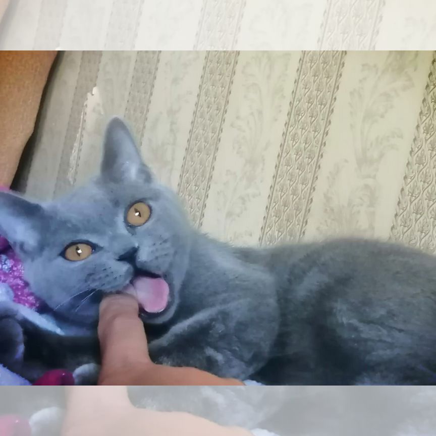 Кошка британка на вязку