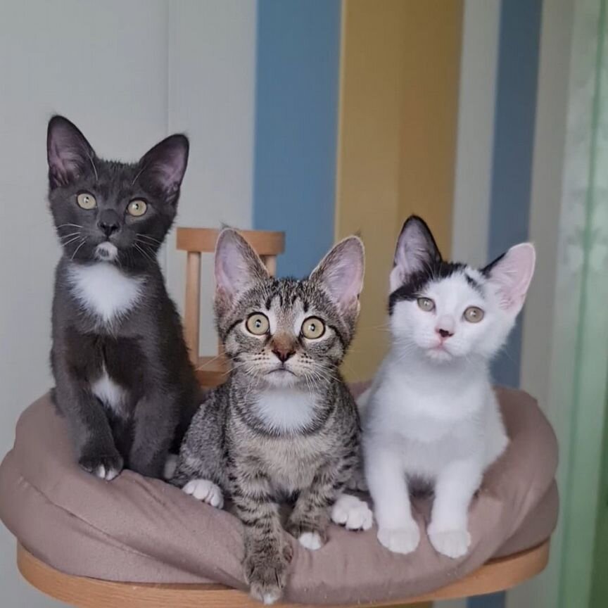 Котята метисы девон-рекс