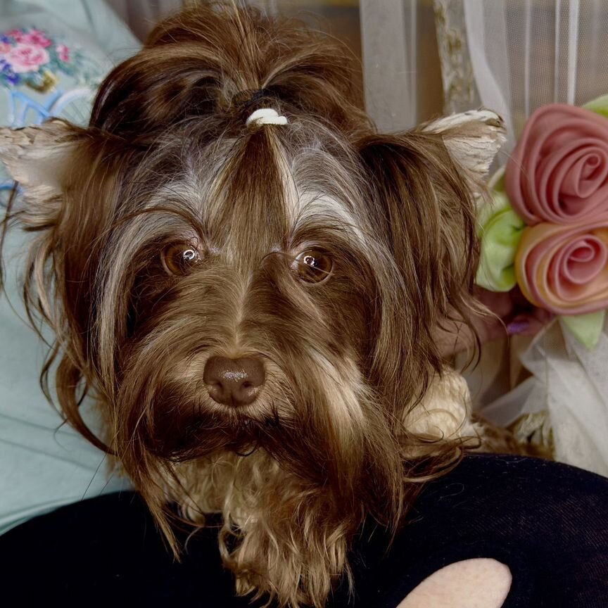 Йоркширский терьер, взрослая собака