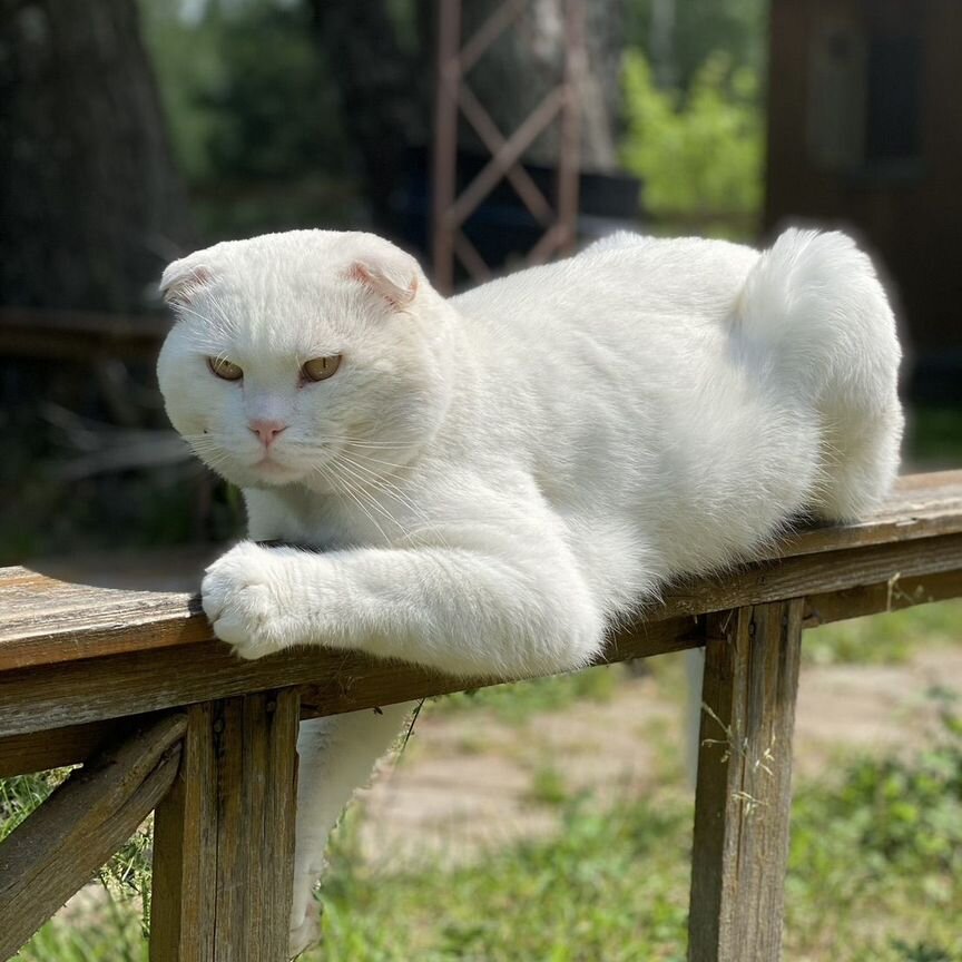 Кот Маркус