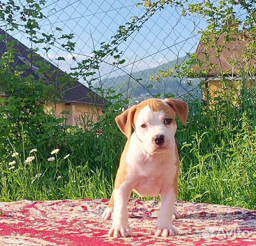 Стаффордширский терьер щенки