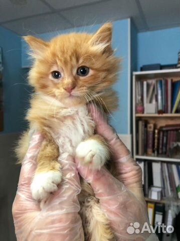 Котята без породы