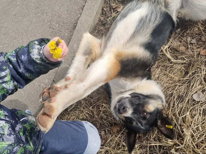 Собака в добрые руки