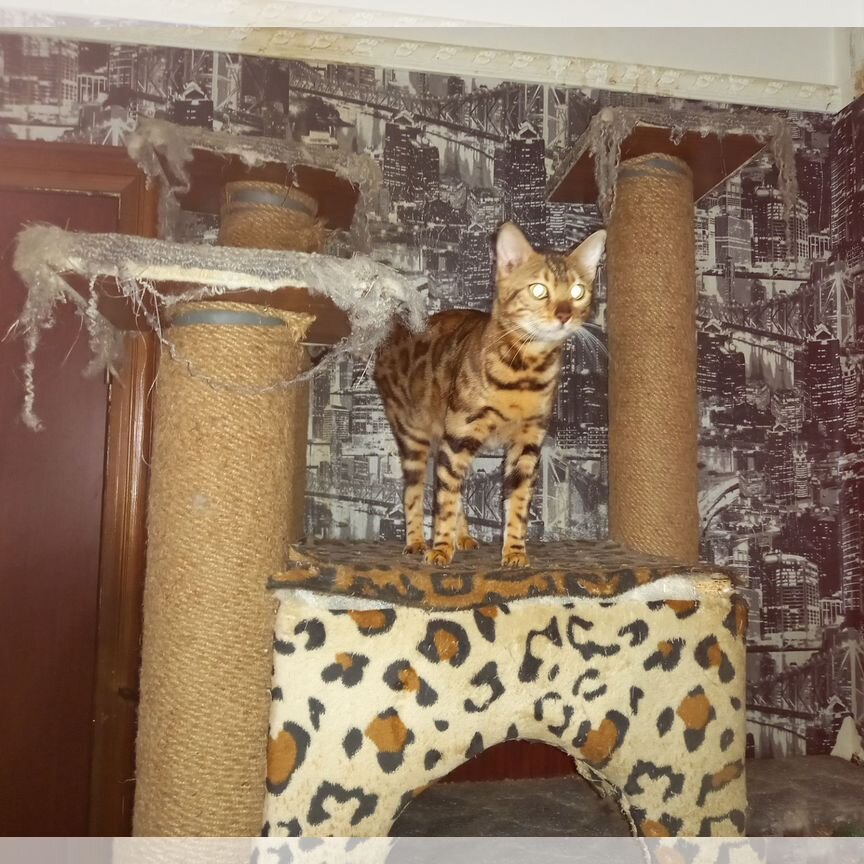 Бенгальская кошка