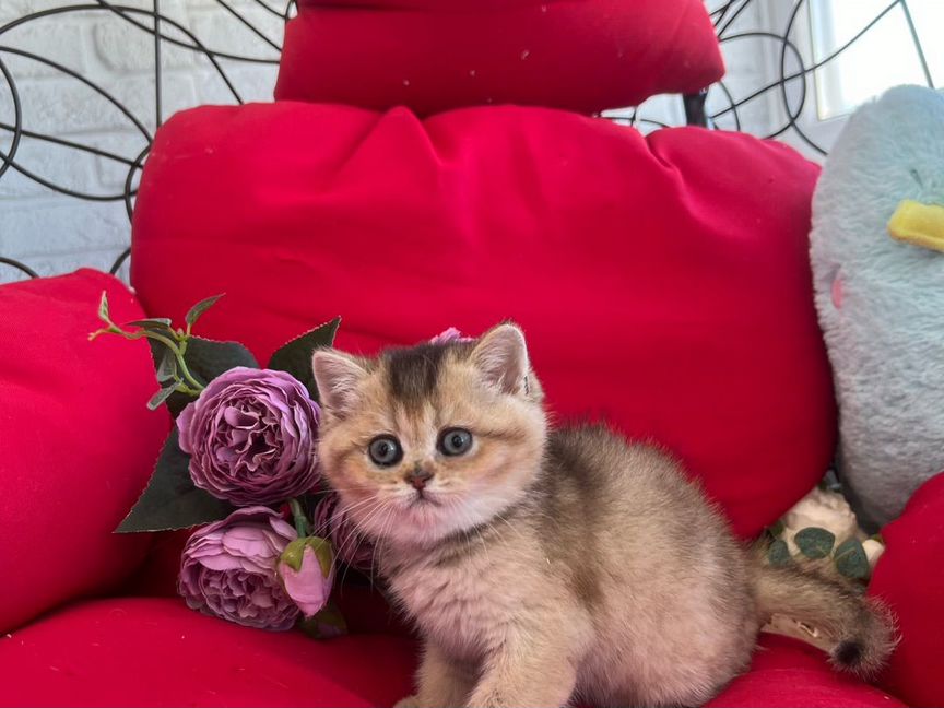 Шотландская золотая шиншилла