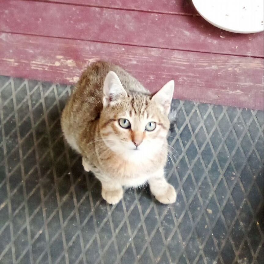 Котенок Васенька
