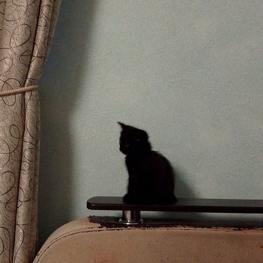 2 котёнка в очень добрые руки