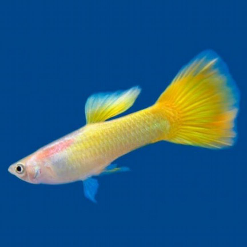 Гуппи желтые аквариумные рыбки