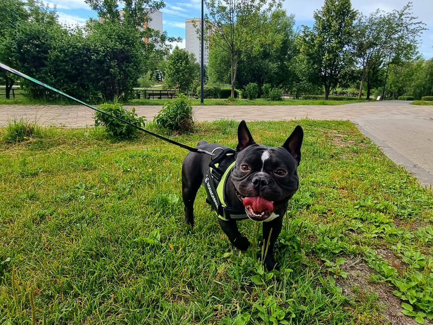 Американский булли