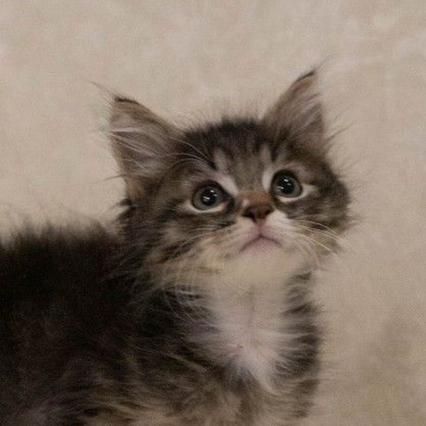 Котёнок мальчик 2-3 месяца в добрые руки бесплатно