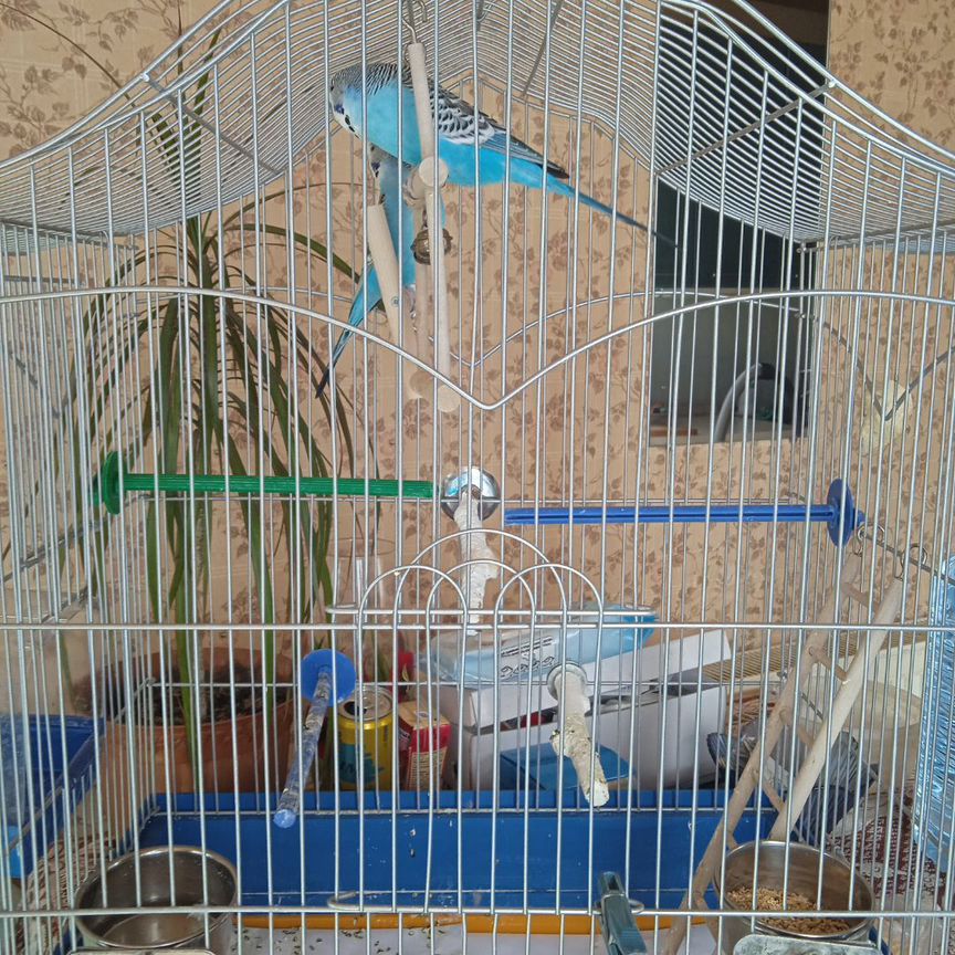 Продам попугаев с клеткой