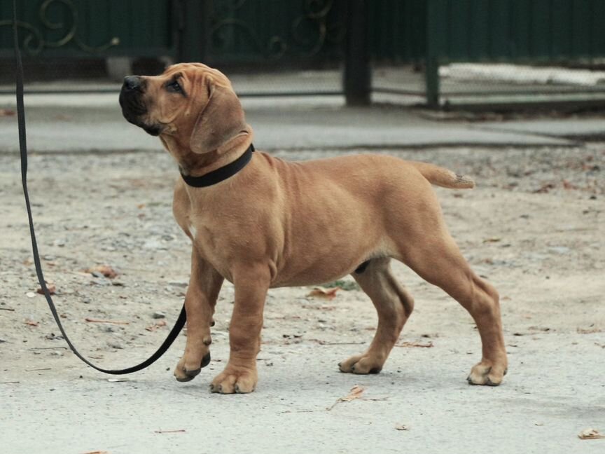 Южноафриканский бурбуль