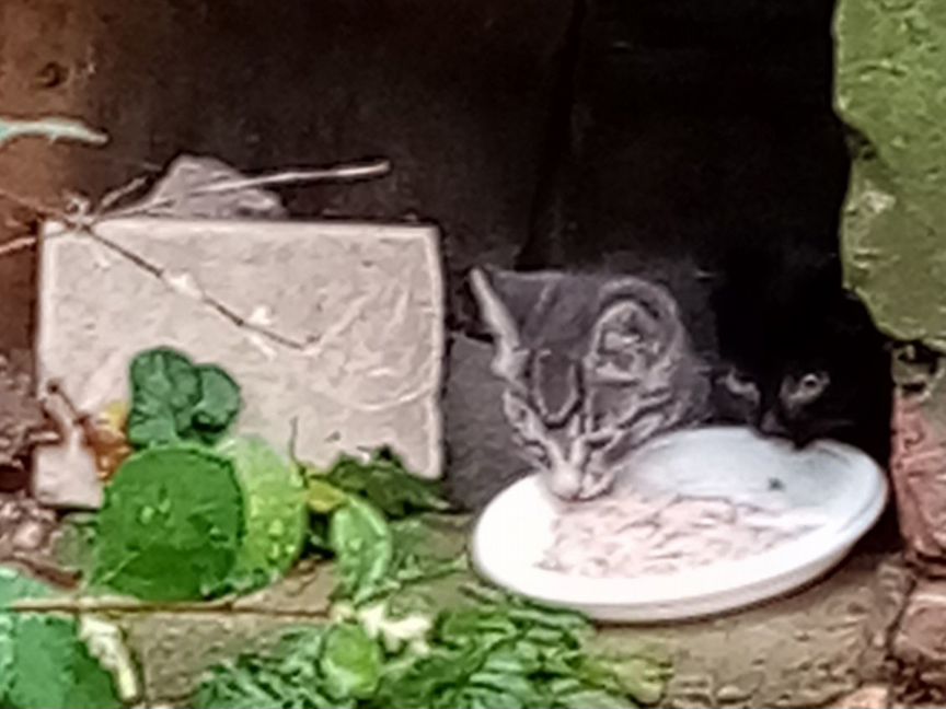 Котята 1,5 мес