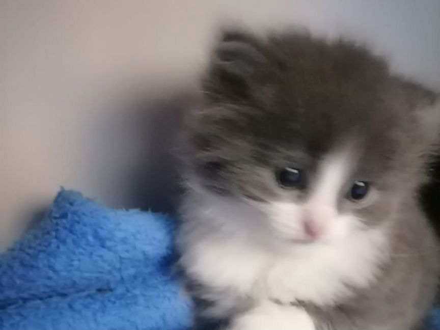 Британские вислоухие котята бесплатно