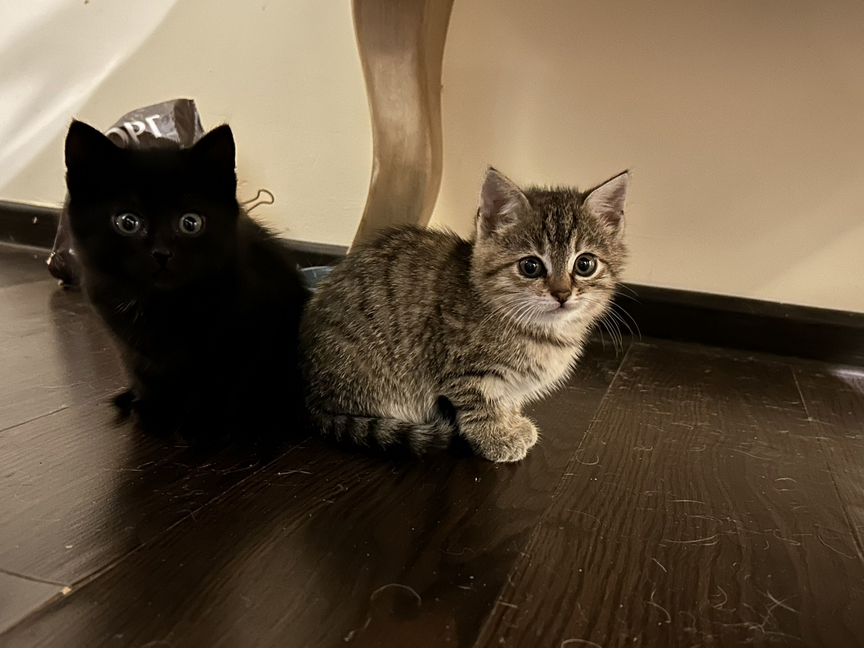 Котятки в добрые руки