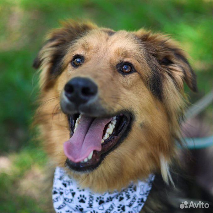 Не родись красивым, Гарик ждет хозяина