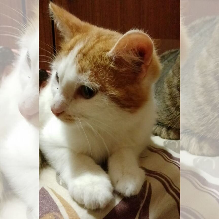 Очаровательный котенок ищет дом