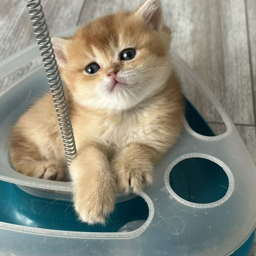 Шотландский прямоухий короткошёрстный котёнок