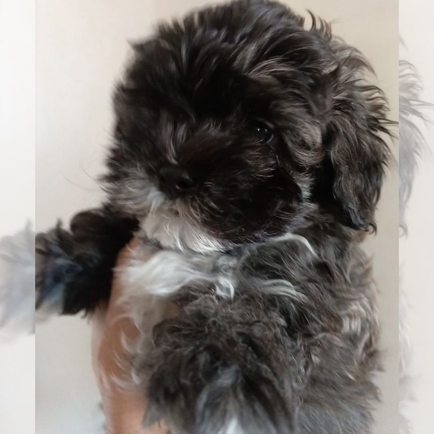 Мальтипу, щенок