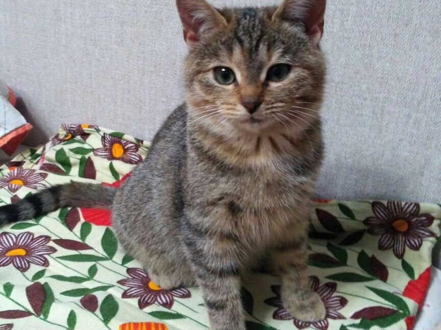 Котенок