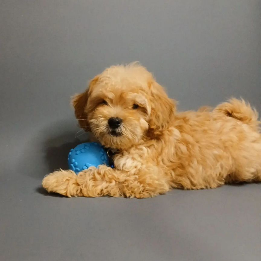 Мальтипу, щенок