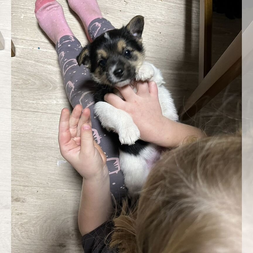 Щенки