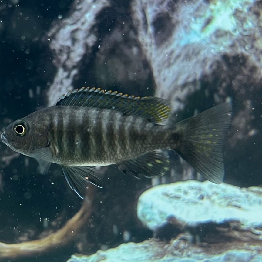 Трофеус тигровый цихлид