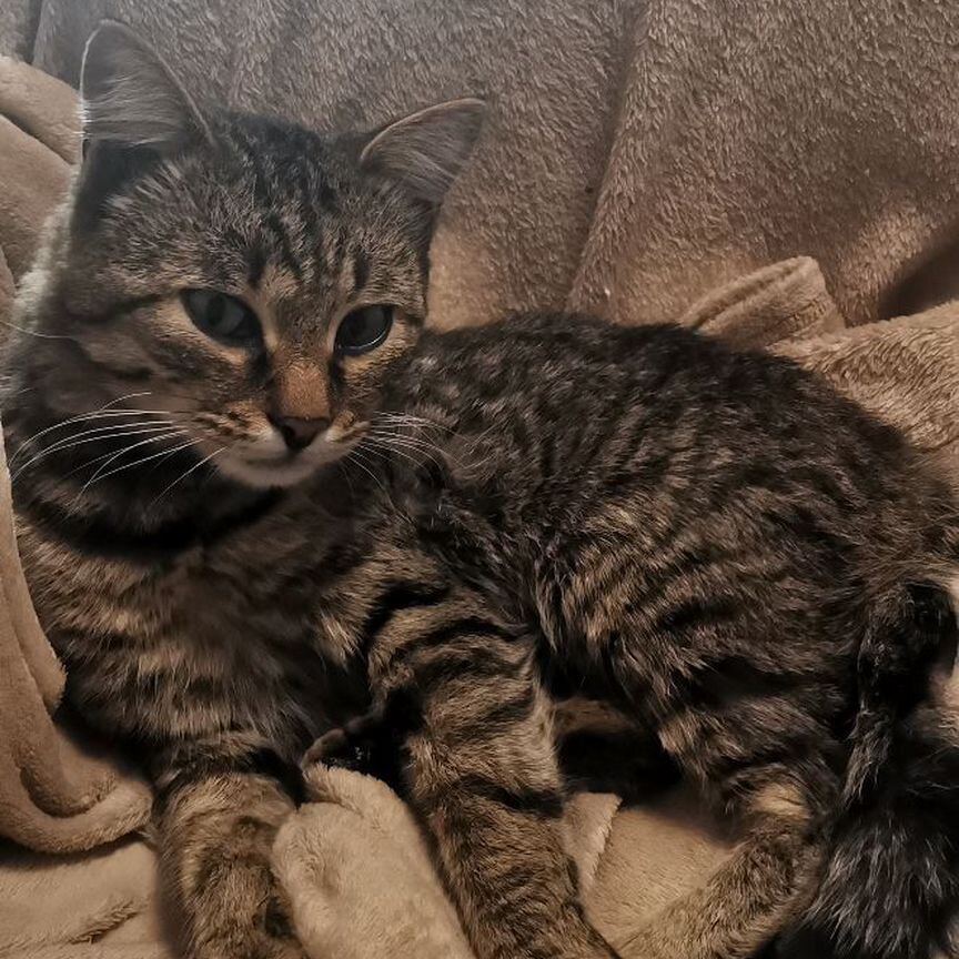 Нашли кота (потеряшка)