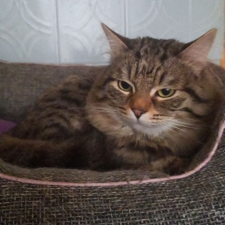 Шотландский прямоухий короткошёрстный котёнок