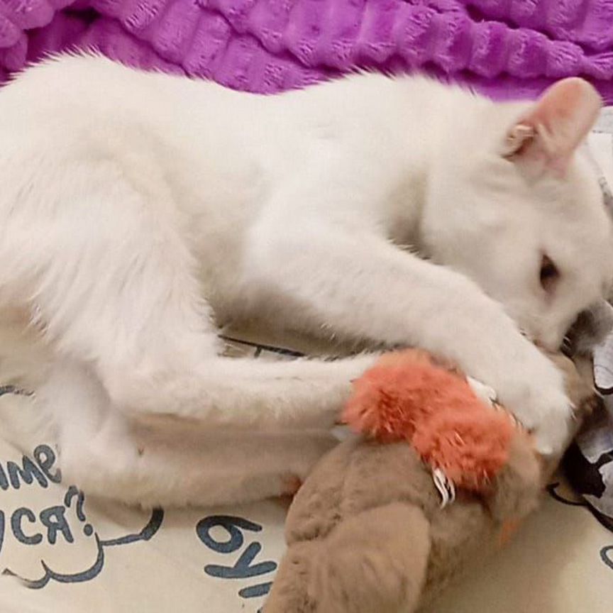 Найден котенок