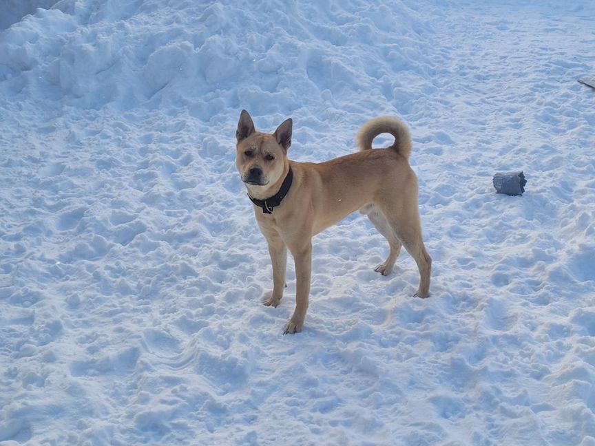 Помесь шарпея и хаски