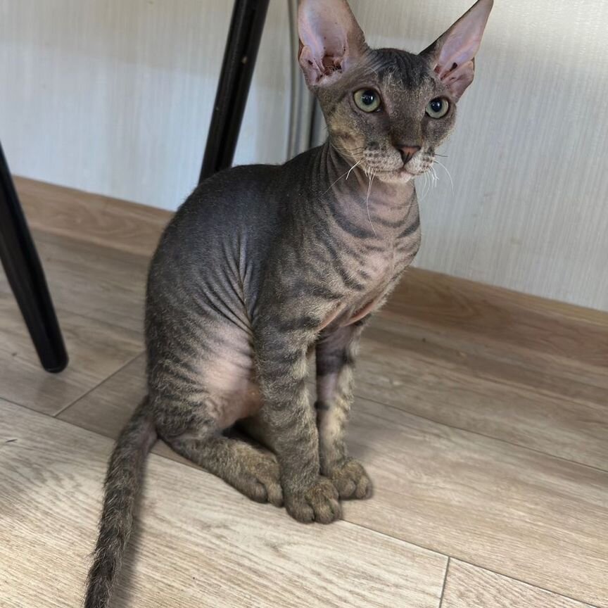 Канадский сфинкс котёнок