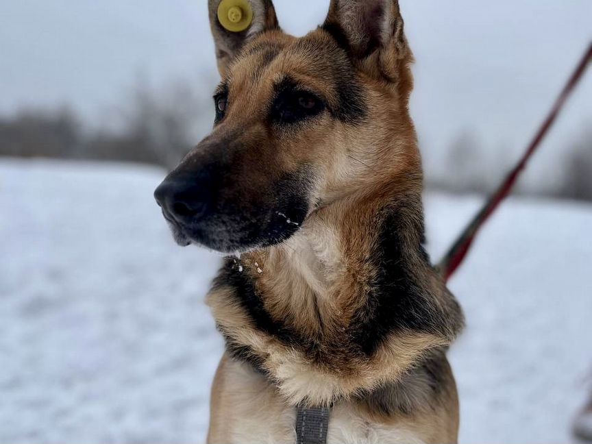 Идеальная Собака из приюта ищет дом