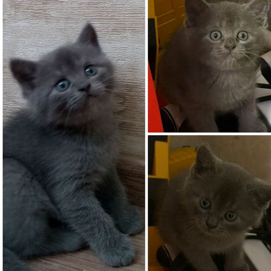 Британские котята