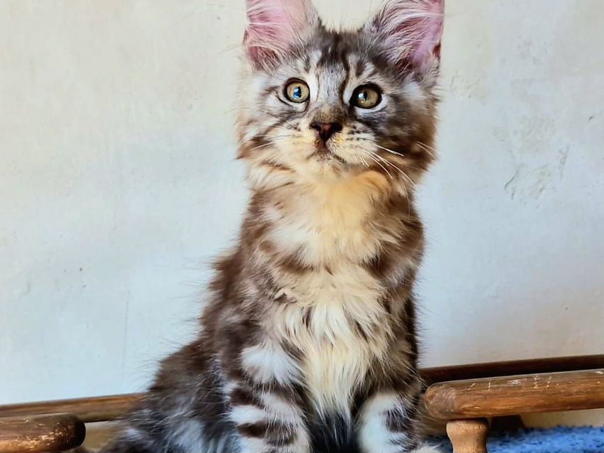 Котята мейкунята