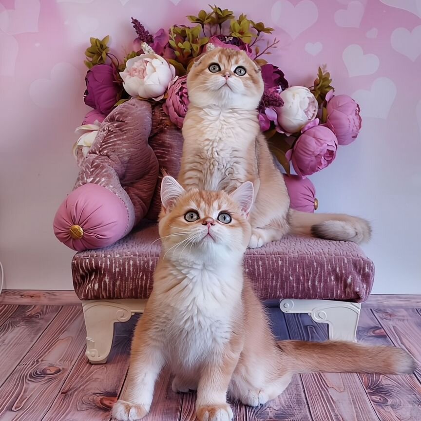 Шотландский вислоухий короткошёрстный котёнок