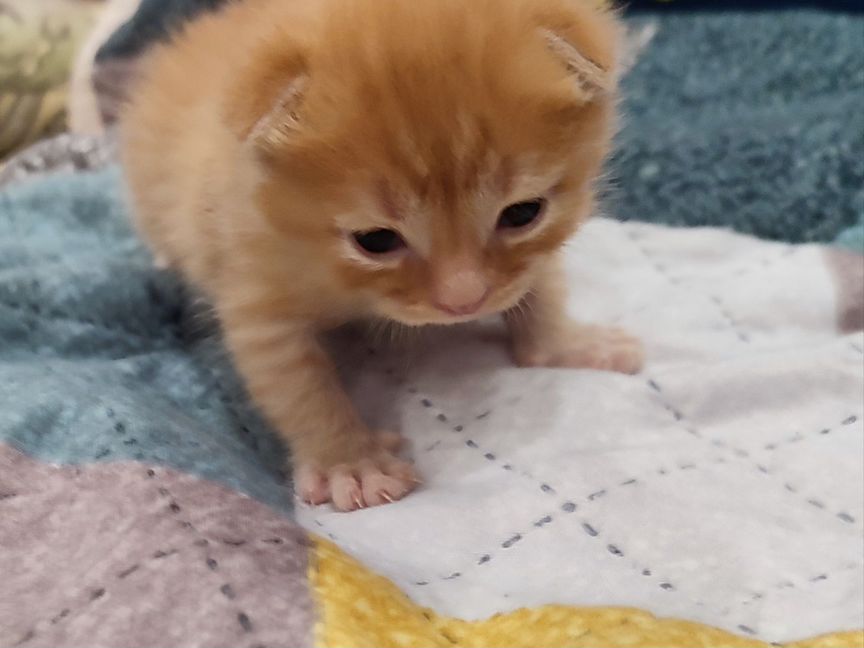 Котëнок Рыжий мальчик