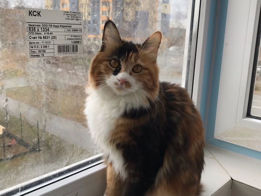 Курильский бобтейл