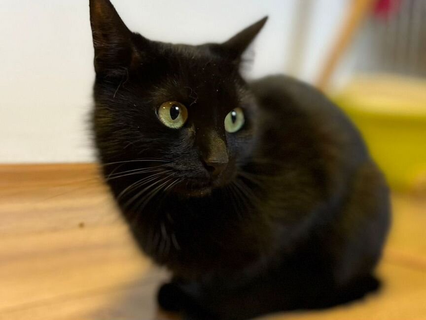 Изящная черная кошечка в поиске дома