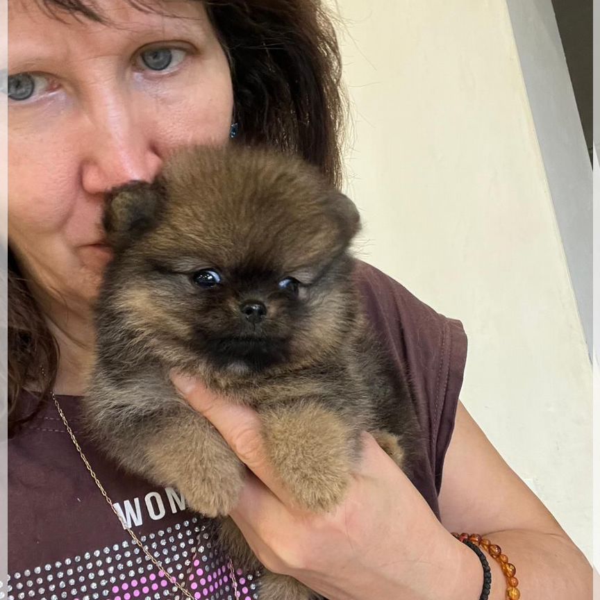 Померанский шпиц, щенок