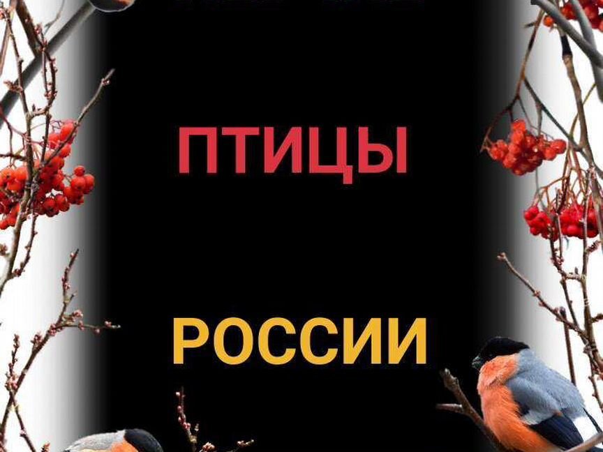 Птицы Сибири